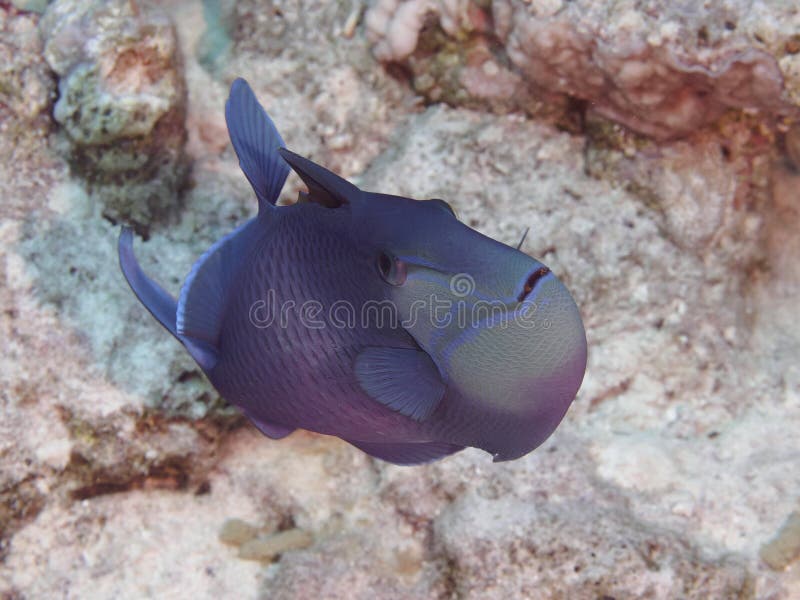 Coral Fish Redtooth Triggerfish Stock Photo - Image of fish, redtooth ...