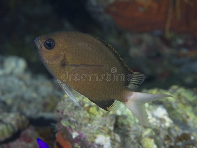 Coral Fish Yellow-edge Chromis Stock Photo - Image of chromis, tropical ...