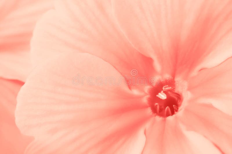 Coral floral background stock photo. Image of closeup - 147484594