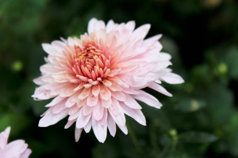 A Coral Flower that Adorns the Soil in a Beautiful Greenhouse Stock ...