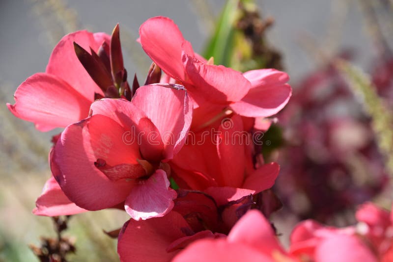 Coral flowers stock image. Image of flowers, macro, coral - 70301249