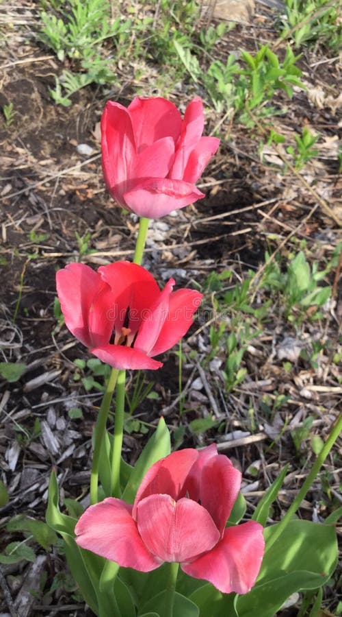 Coral flowers stock image. Image of flower, flowers, three - 71434173