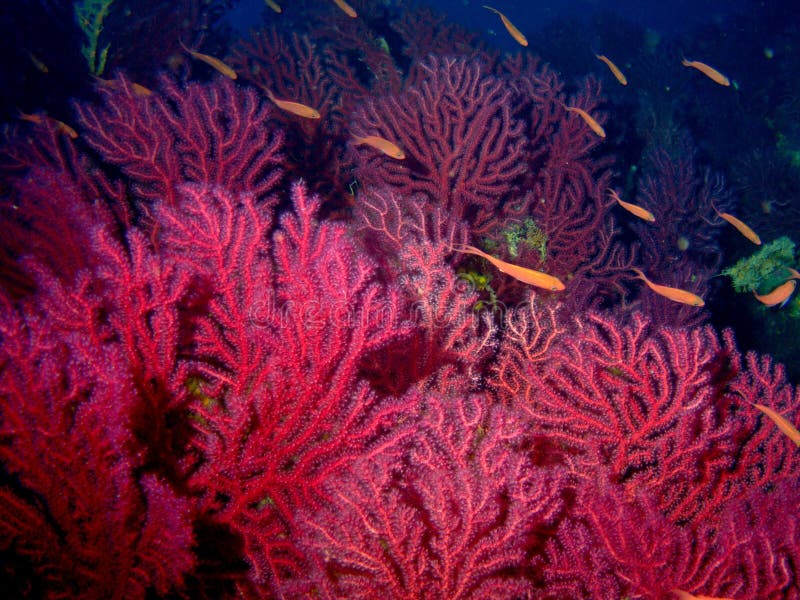 Coral Forest stock photo. Image of coral, gorgonia, life - 8210518