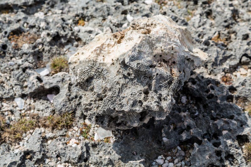 Coral Fossil in Black Rock stock photo. Image of horizon - 56519878