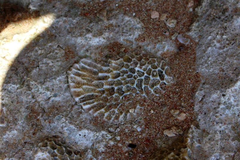 Coral Fossil Imprint on a Sandy Rock Surface with Natural Shadows and ...