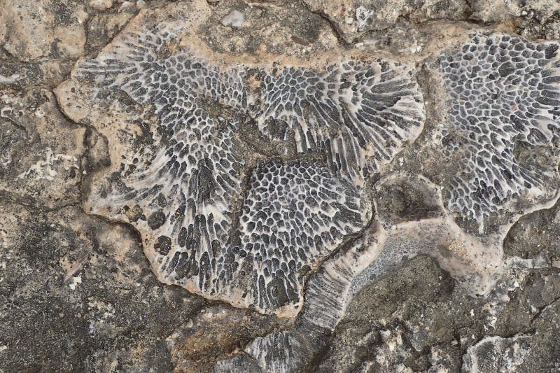 Coral fossil texture stock image. Image of macro, nature - 313214007
