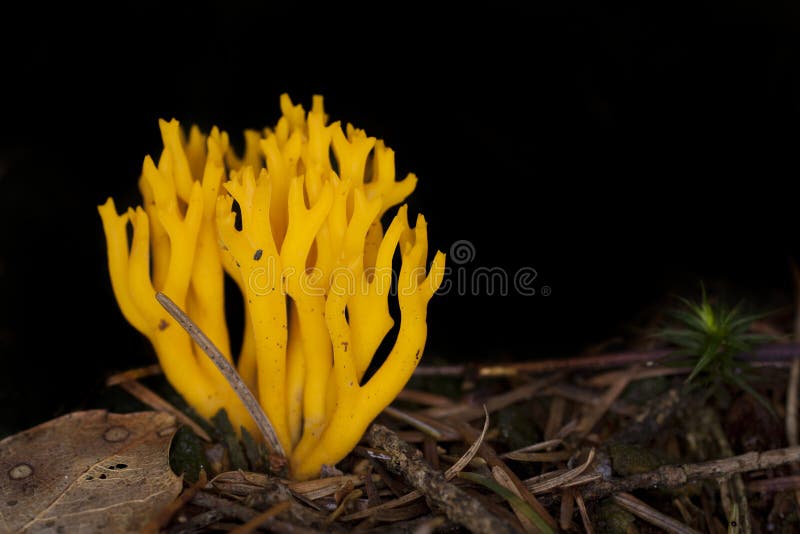 Coral Fungus between the Toes of Female Feet. Concept of Fungal Skin ...