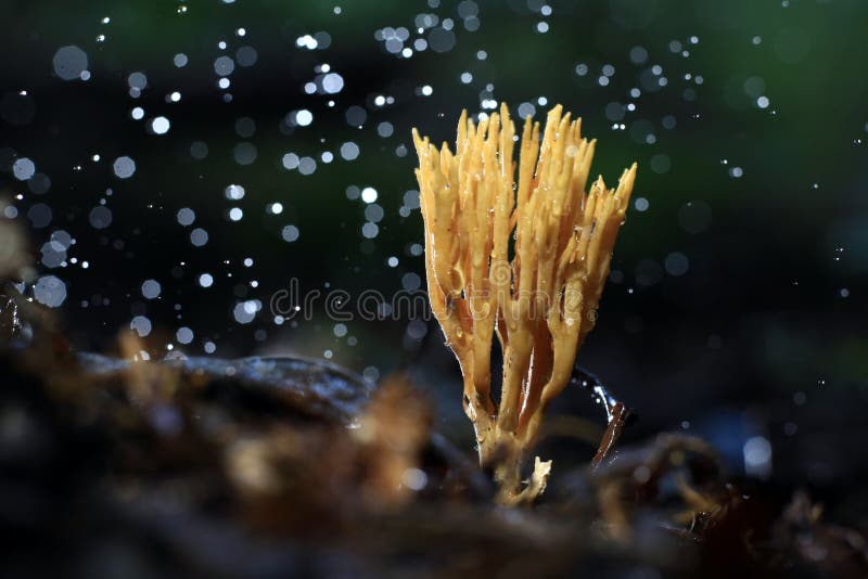 Coral Fungus between the Toes of Female Feet. Concept of Fungal Skin ...