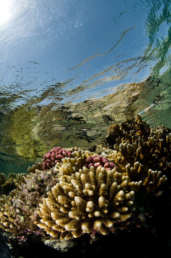 Coral garden stock image. Image of seascape, brain, exotic - 11990879