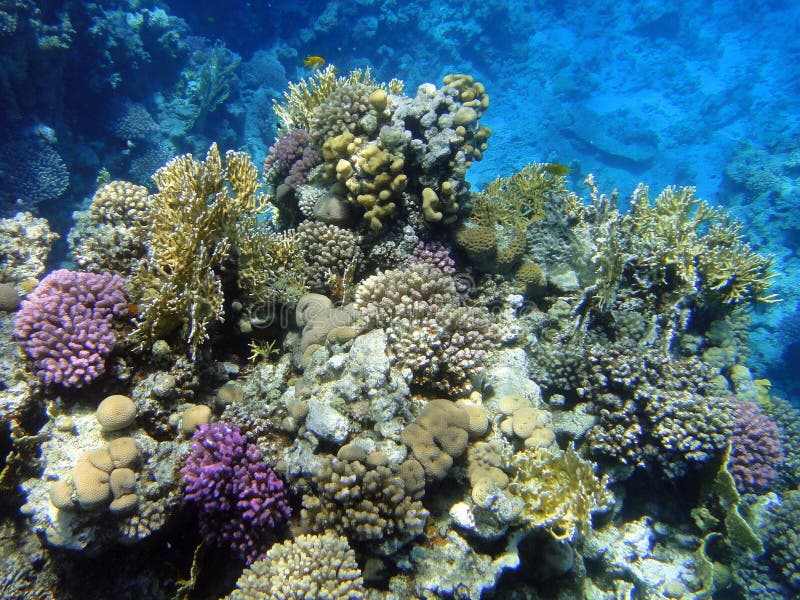 Coral garden stock image. Image of sharm, interest, coral - 20581461