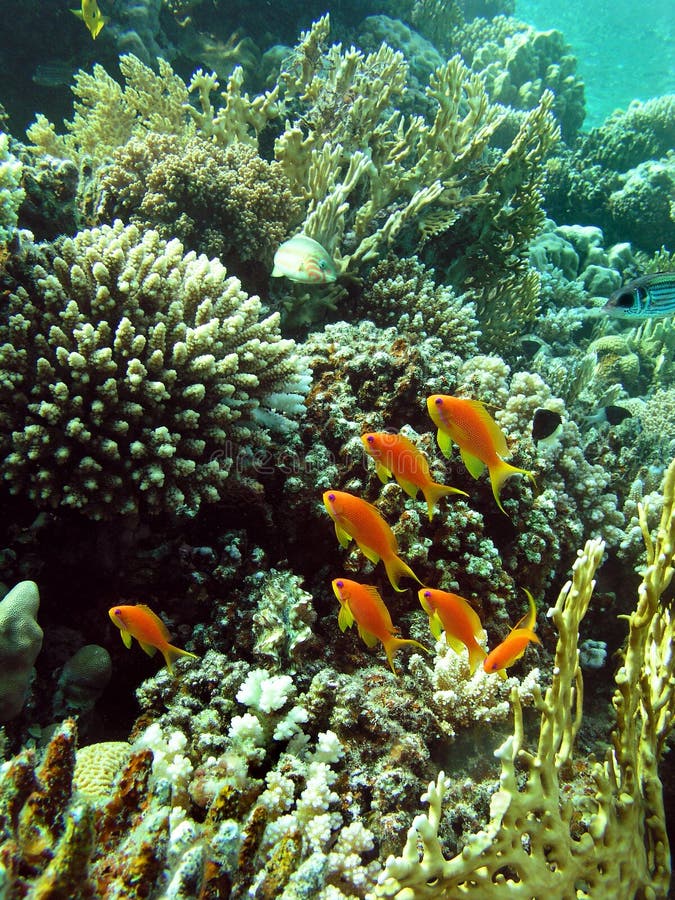 Coral garden underwater stock image. Image of scenes - 39276713