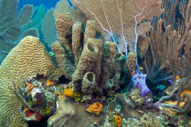 Coral gardens stock image. Image of living, islands, ocean - 16422743