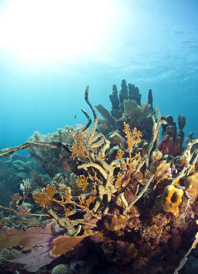 Coral Gardens stock photo. Image of nature, rope, living - 17119488