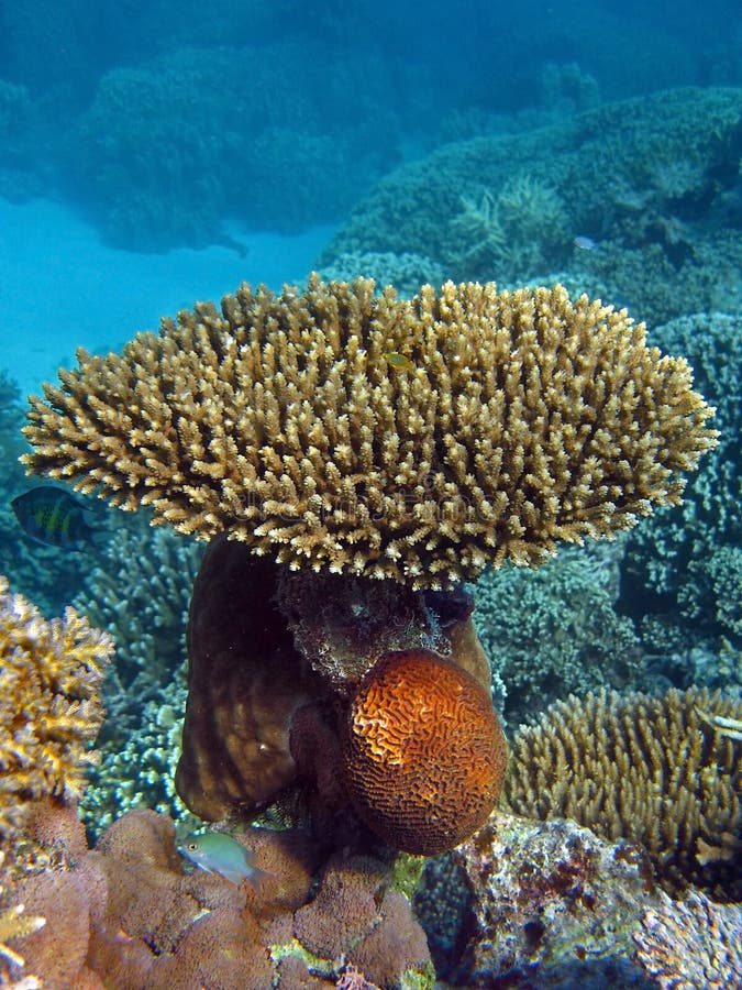 Colourful Coral gardens stock photo. Image of deep, exotic - 9591718