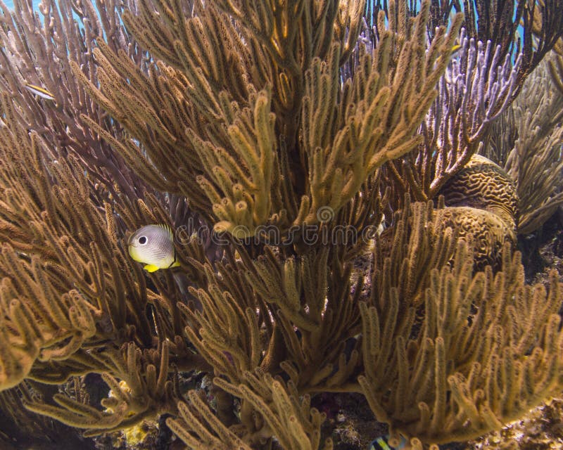 113 Stingray Point Lighthouse Stock Photos - Free & Royalty-Free Stock ...