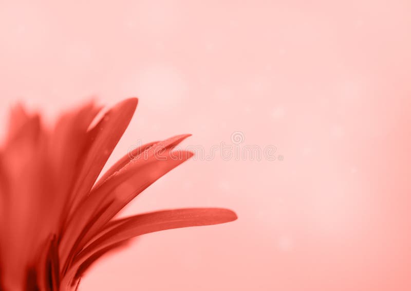 Coral Gerbera Petals with Drops of Water Stock Photo - Image of detail ...
