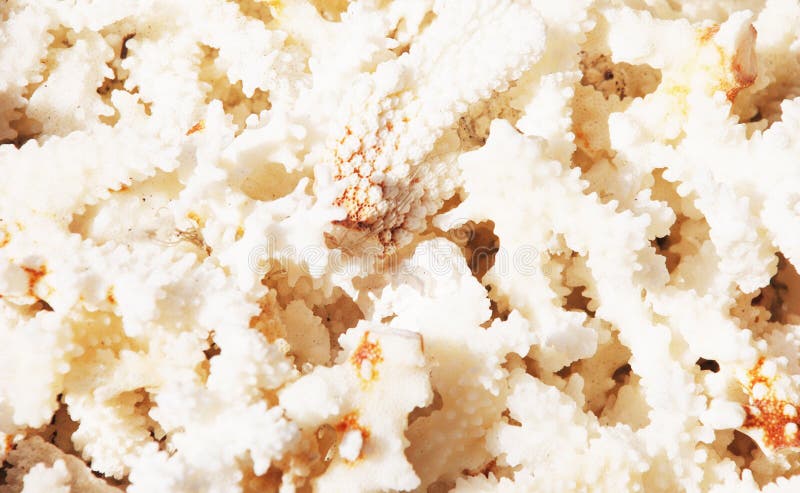 The Coral On The Ground Picture. Image: 7754758