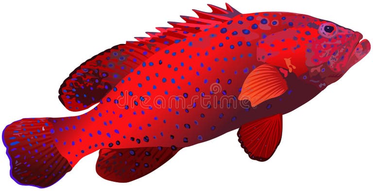Grouper Drawing Stock Illustrations – 661 Grouper Drawing Stock ...