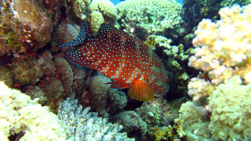 Coral Grouper in the Red Sea of Egypt Stock Image - Image of grouper ...