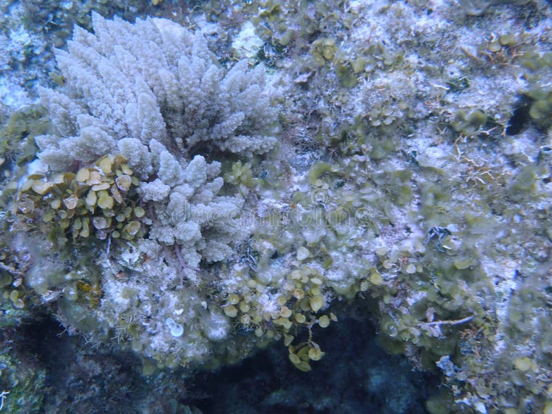 Coral Growing on Bahamas Reef Stock Image - Image of growing, nature ...