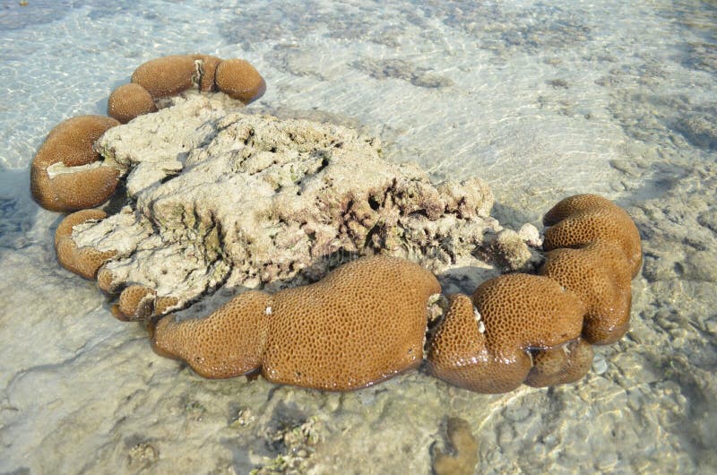 Coral stock image. Image of fish, coral, shrimp, shellfish - 59606087