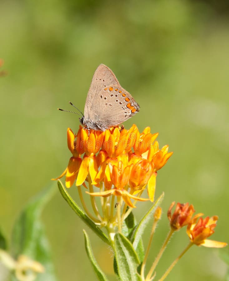 Coral Hairstreak Butterfly stock photo. Image of satyrium - 15596398