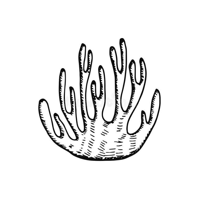 Coral Hand Drawing Vector Sketch. Isolated Illustration Stock Vector ...