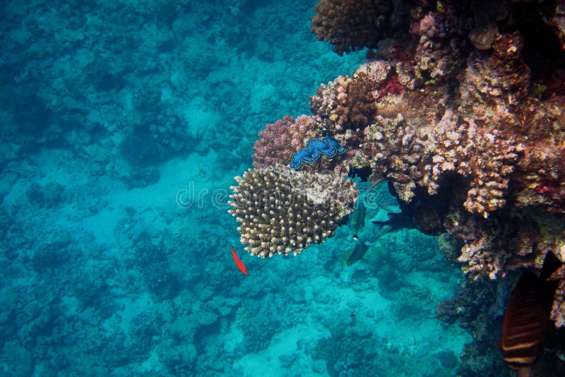 Coral hanging over stock photo. Image of fish, shark - 60970642