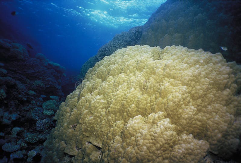 Coral Head stock image. Image of vacations, seas, scuba - 12317935