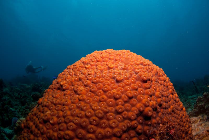 Coral Head stock image. Image of cayman, coral, diving - 9607727
