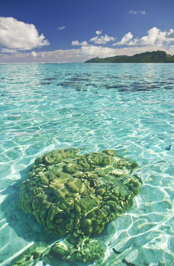 Coral head in blue lagoon stock image. Image of exotic - 9531527