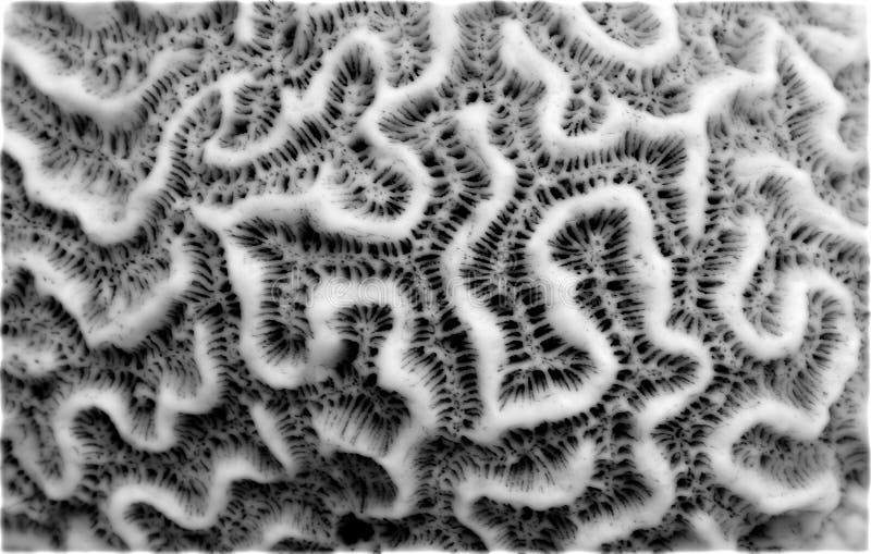 Sunbleached Coral Head Close Up Stock Image - Image of reef, beach ...