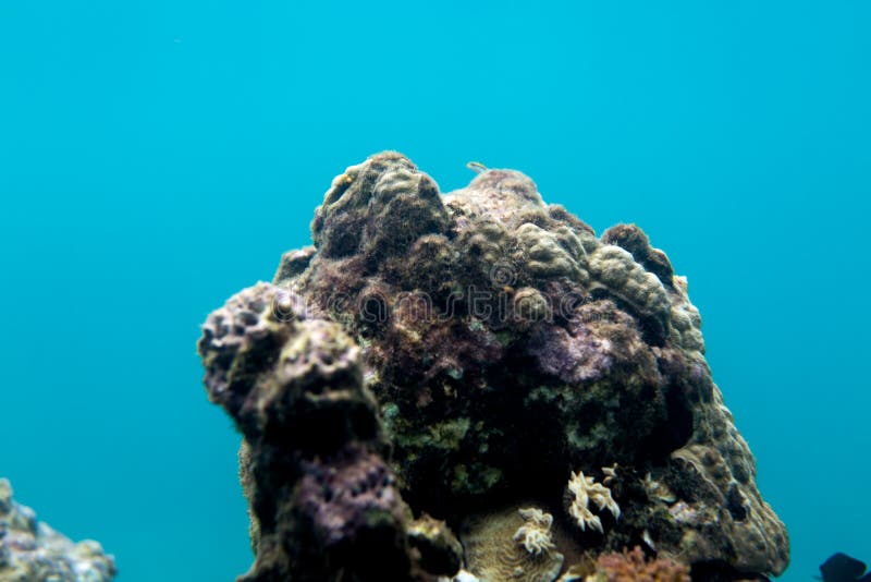 Coral Head stock image. Image of coral, deep, water, colourful - 74571791