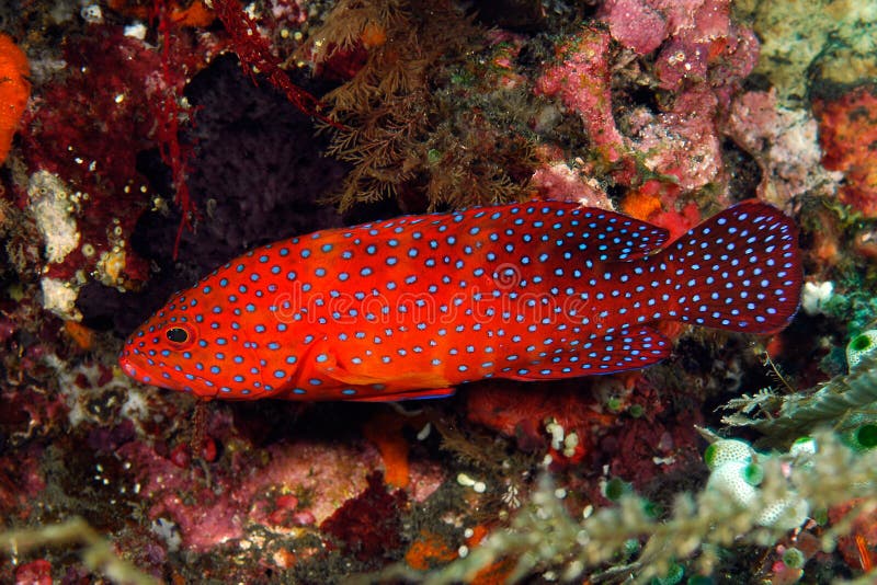 Coral Hind (Cephalopholis Miniata) Stock Image - Image of aquarium ...