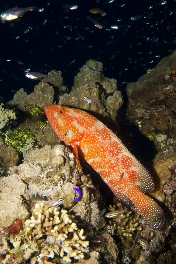 Coral Hind Grouper (cephalopholis Miniata) Stock Image - Image of sinai ...