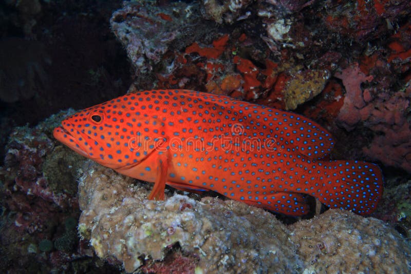 Coral Hind Grouper (Cephalopholis Miniata) Stock Image - Image of ...