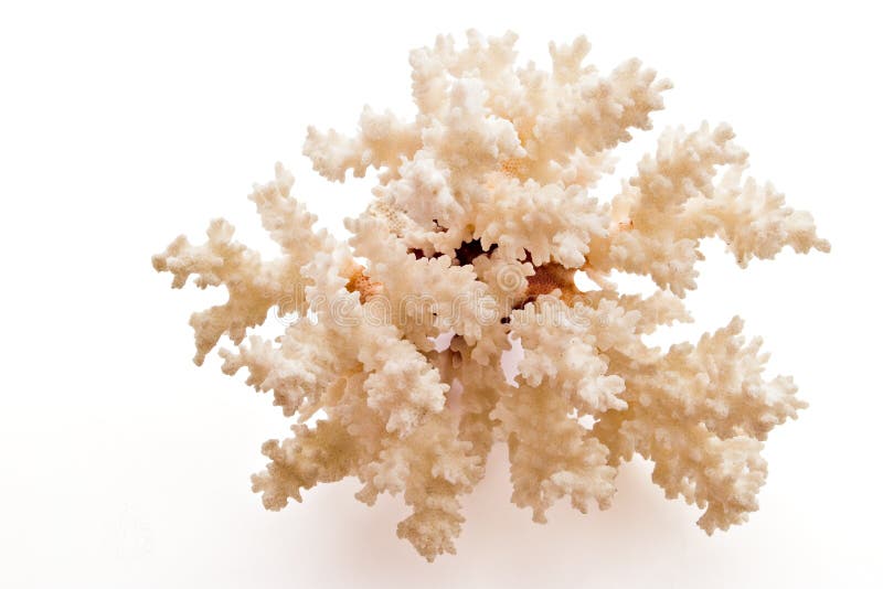 Red Gorgonian or Red Sea Fan Coral Stock Image - Image of aquarium ...