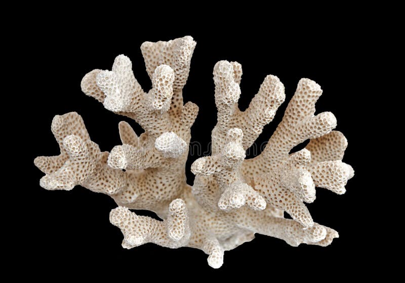 Coral isolated on black stock image. Image of close - 218697843