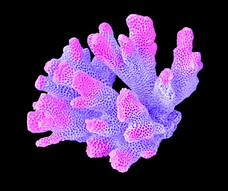 Coral isolated on black stock photo. Image of carbonate - 177207980