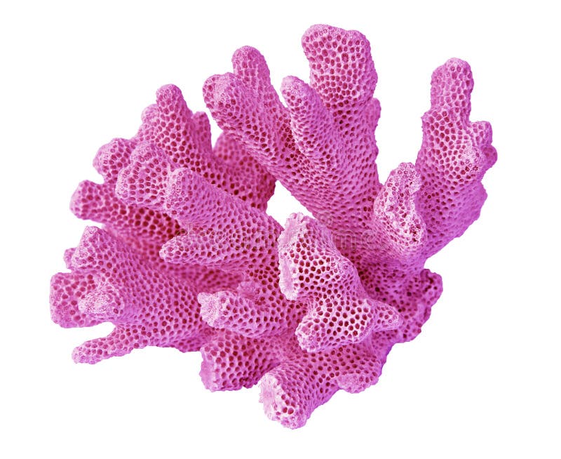 Coral on white background stock photo. Image of marine - 106661348 Coral on white background stock photo. Image of marine - 106661348