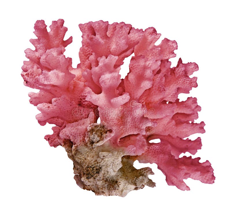 Coral on white background stock photo. Image of marine - 106661348 Coral on white background stock photo. Image of marine - 106661348