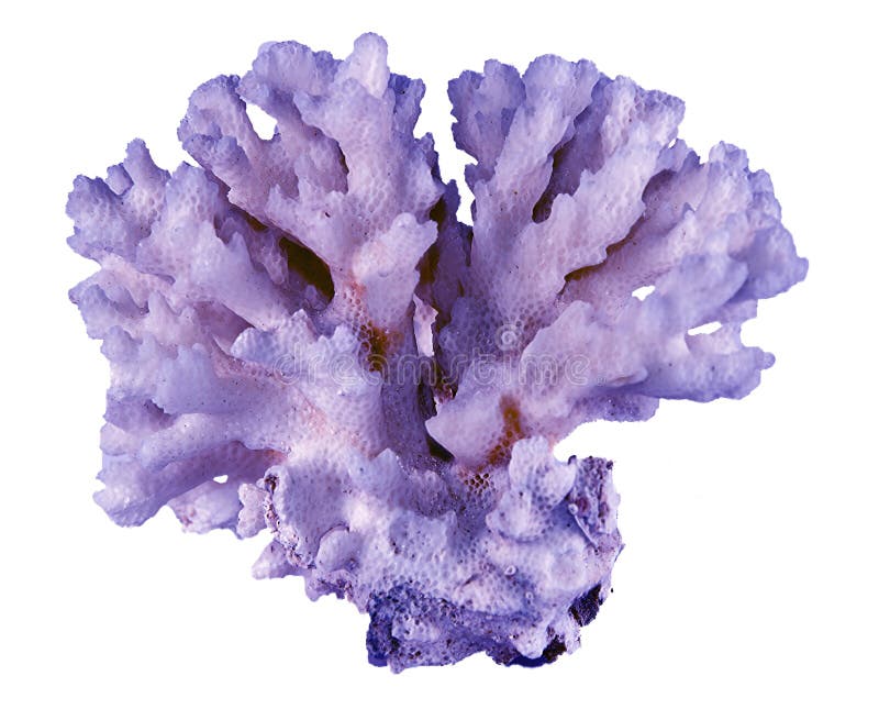 Coral isolated on white stock photo. Image of invertebrate - 189210100