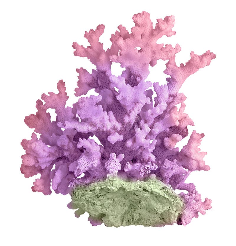 Coral isolated on white stock image. Image of closeup - 205962319