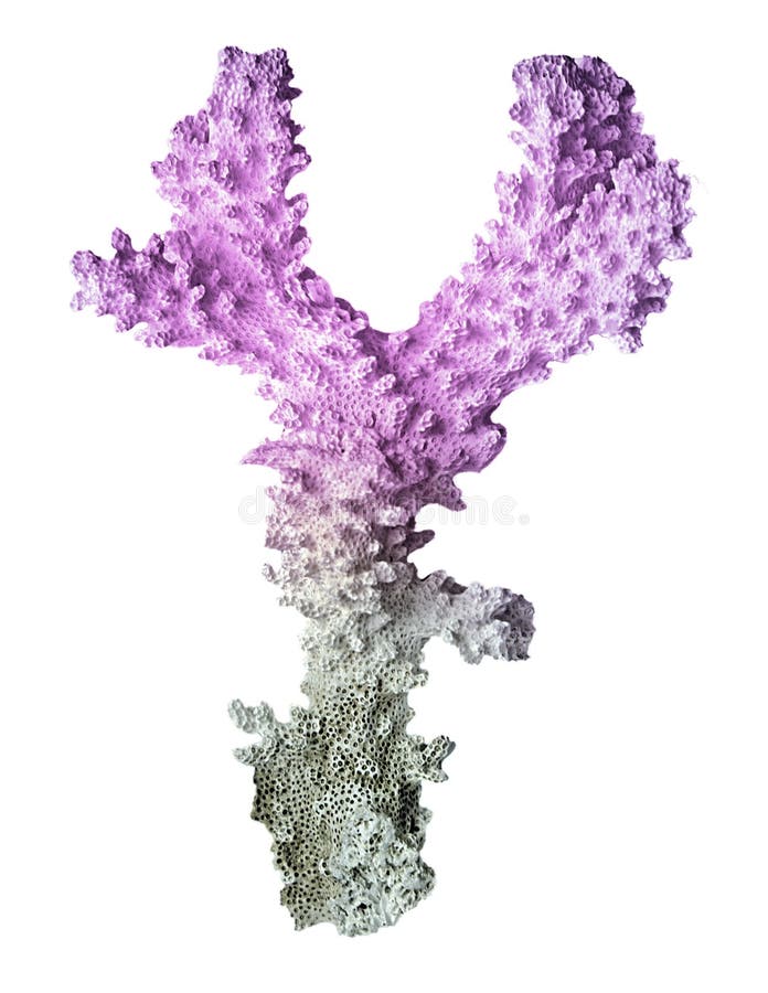 Coral isolated on white stock photo. Image of anthozoa - 246662178