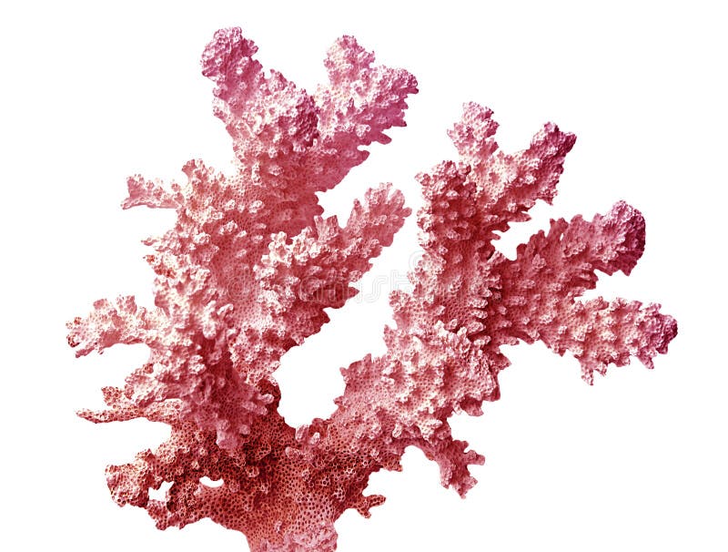 Coral isolated on white stock image. Image of closeup - 247256287