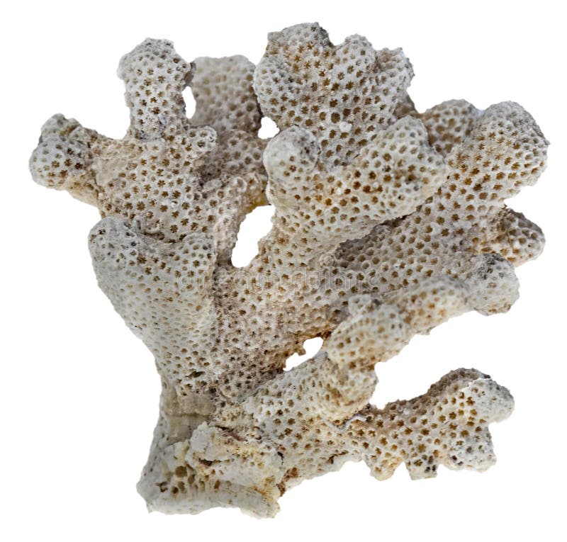 Coral Isolated on White Background Stock Photo - Image of organism ... Coral Isolated on White Background Stock Photo - Image of organism ...