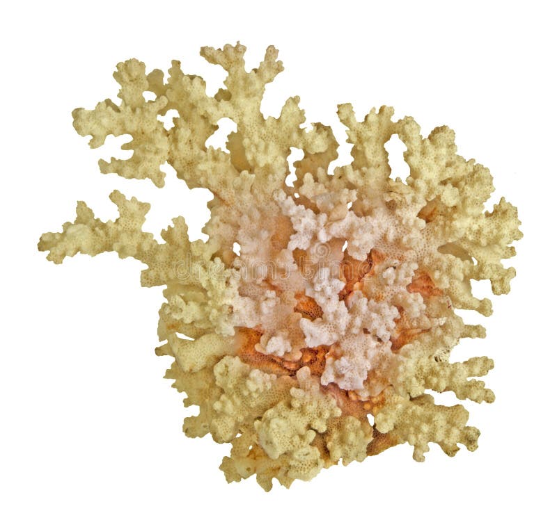 Coral isolated on white stock image. Image of close - 200203247
