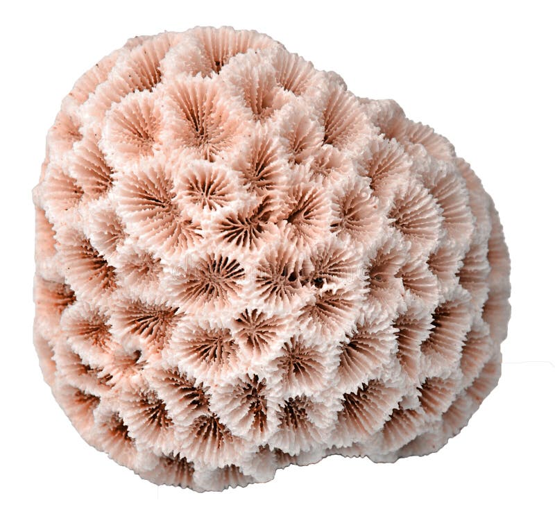 Steering wheel isolated stock illustration. Illustration of brown ...