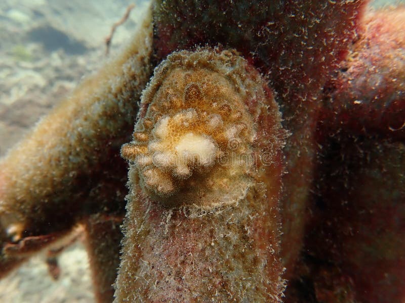 Coral Juvenile that Successfully Attached into Coral Frame Stock Photo ...