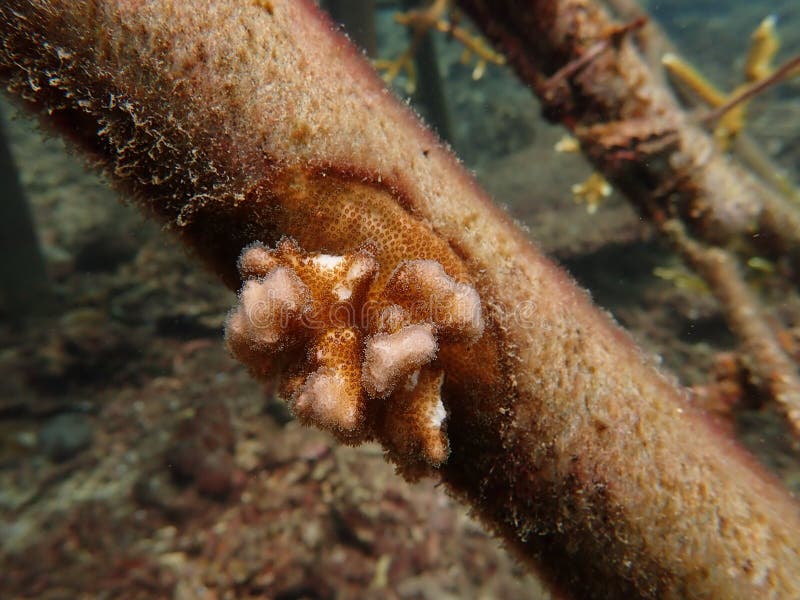 Coral Juvenile that Successfully Attached into Coral Frame Stock Image ...